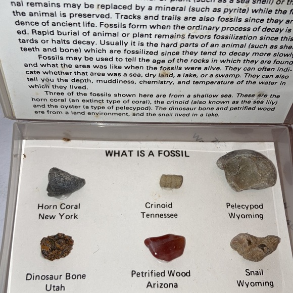 Toys | Mini Fossil Collection | Poshmark